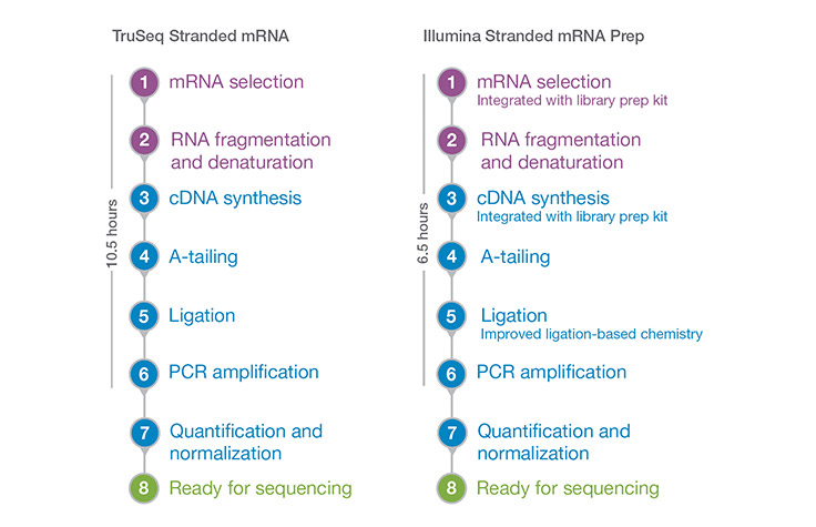 Illumina Stranded mRNA Prep | A clear view of the coding transcriptome