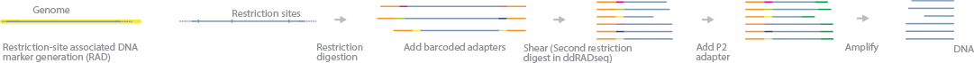 RAD/Paired-end RAD-Seq/ddRAD-Seq