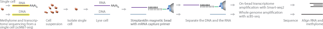 scM&T-Seq