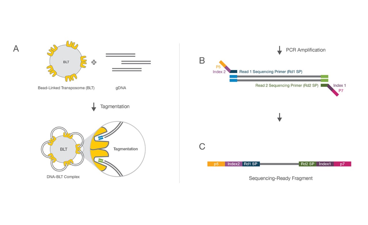 Illumina Dna Prep Product Line Fast Flexible Library Prep